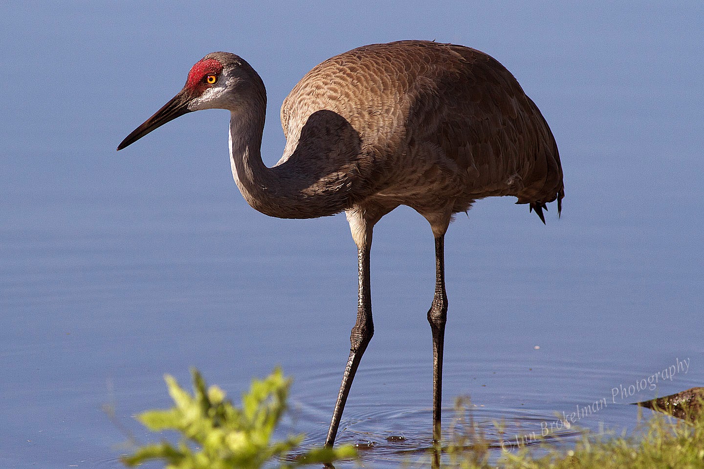 Ann Brokelman Photography: Sandhill Cranes in Florida 2014