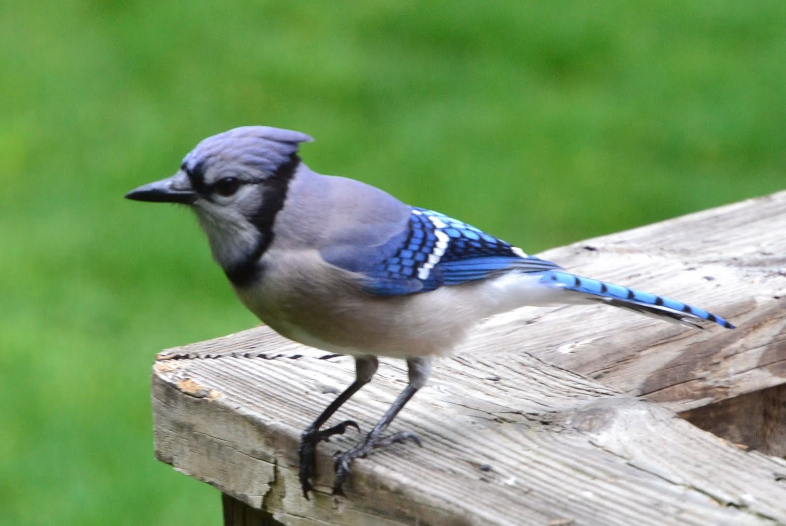 It's All About Purple: My Feathered Friends......