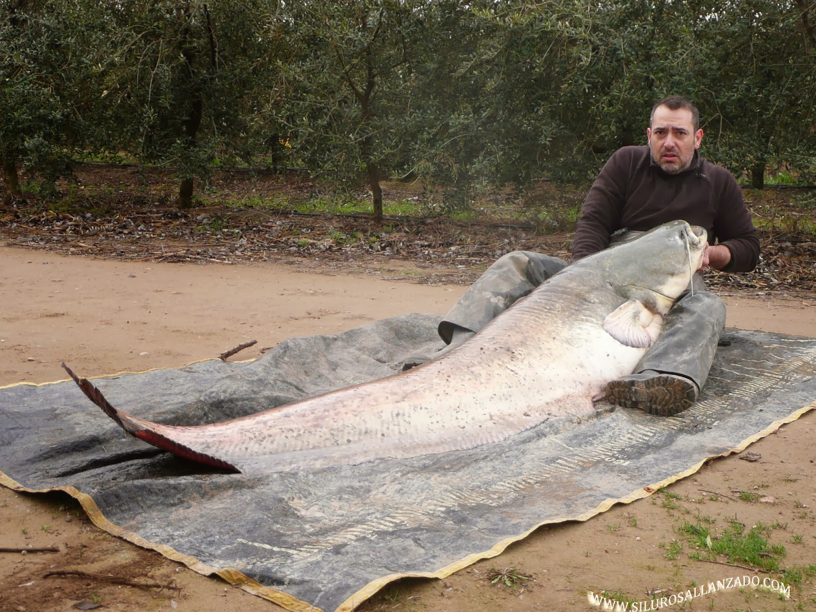 PESCA CON GUÍA DEL SILURO AL LANZADO Y PELLETS EN MEQUINENZA Y RÍO EBRO ...