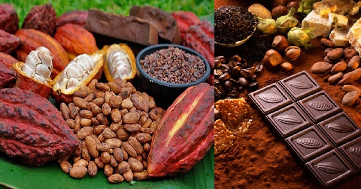 cacao