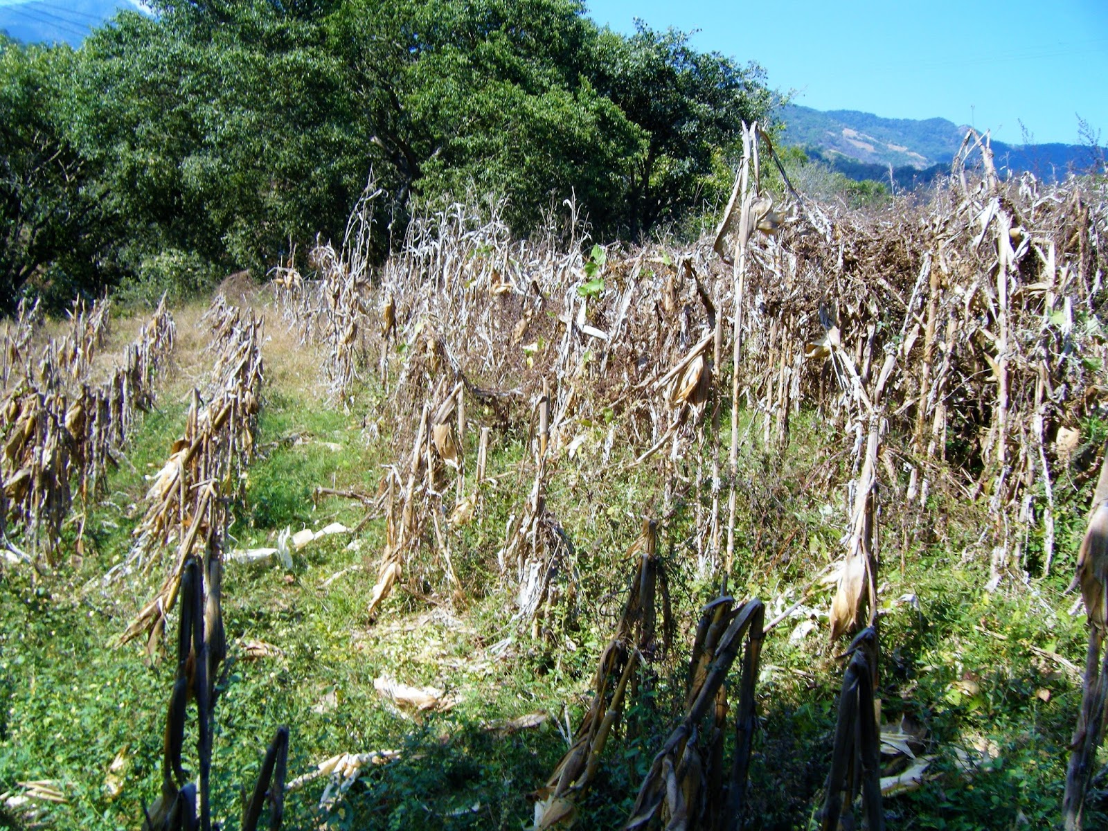 El papel del minifundio en el desarrollo agrícola de México