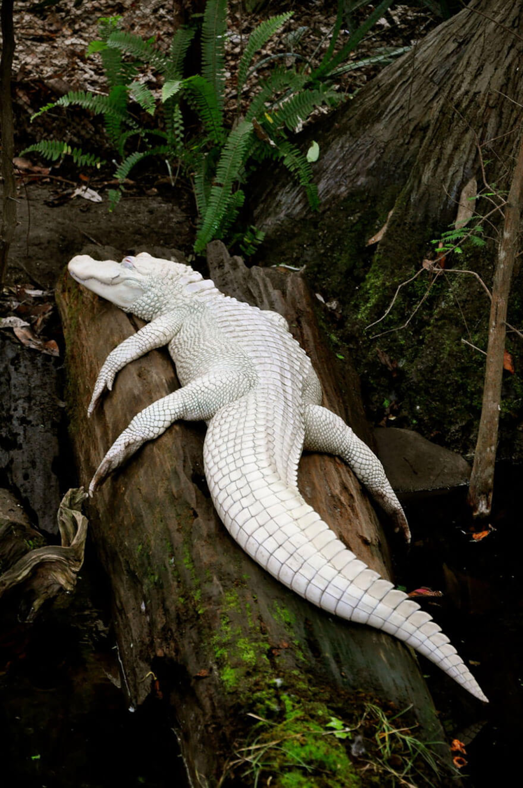 A-Z List of 125 Rare Albino Animals [Pics] - Our World Stuff