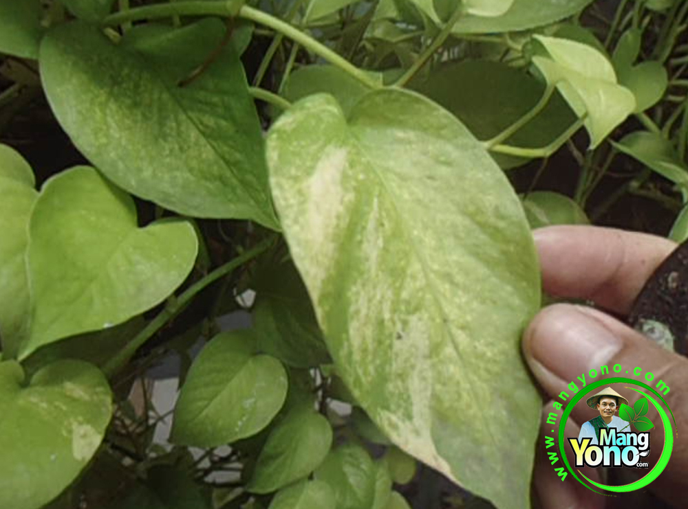 Terbaru 26+ Foto Bunga Gading - Gambar Bunga Indah