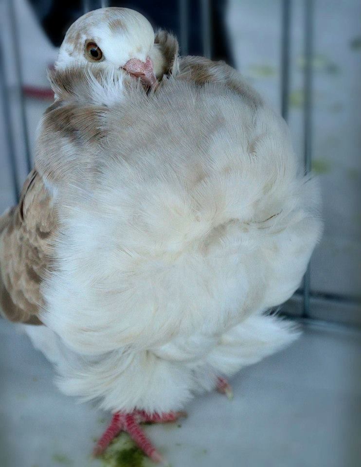 World of Pigeons and Doves: Chinese Owl ( Chinesentaube )