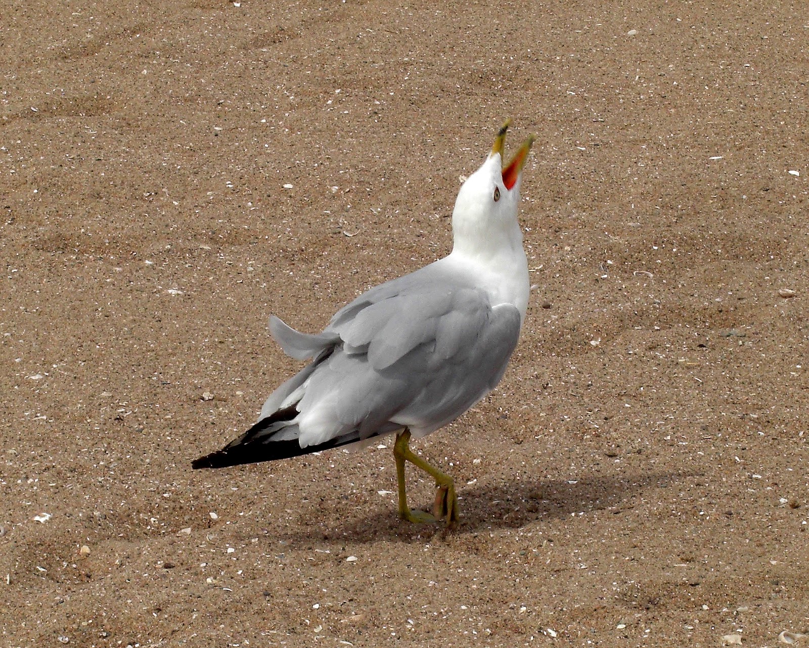 Selvage Blog: More Seagulls