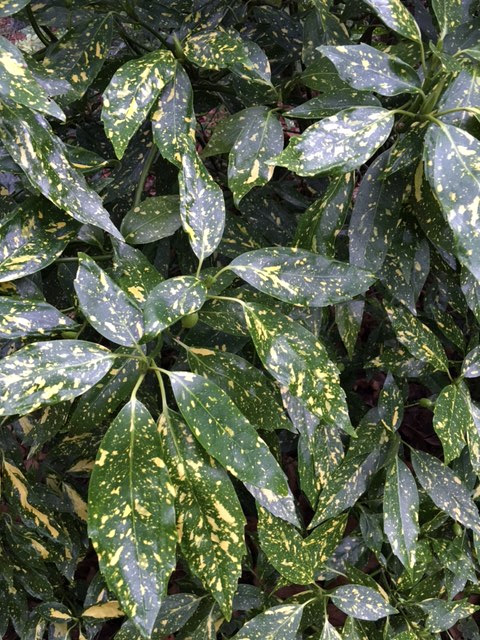 Shoreline Area News: In the Garden Now: Gold Dust Plant