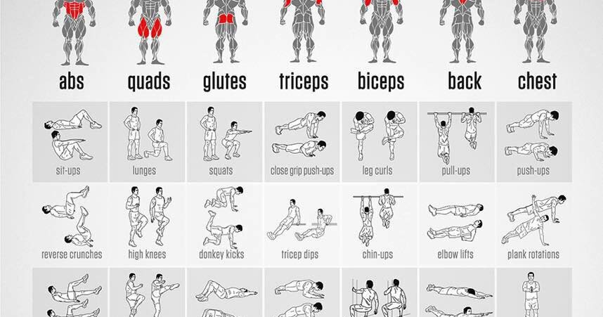 Exercices pour chaque groupe musculaire