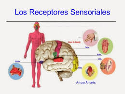LOS SISTEMAS SENSORIALES