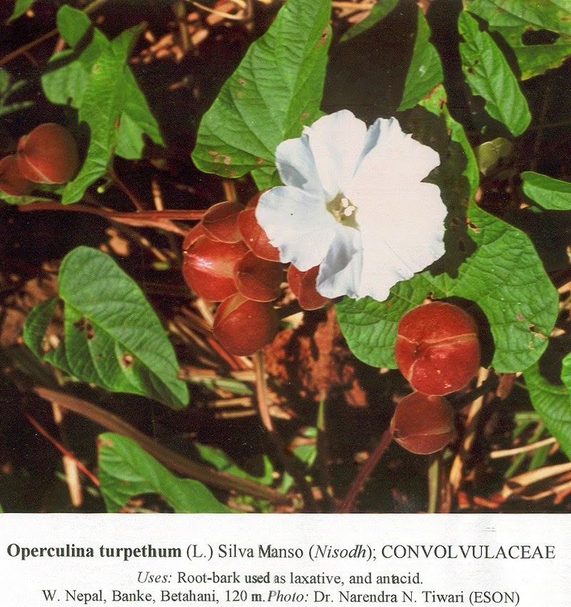 Flora de Puerto Rico Ilustrada Papo Vives: CONVOLVULACEAE OPERCULINA ...