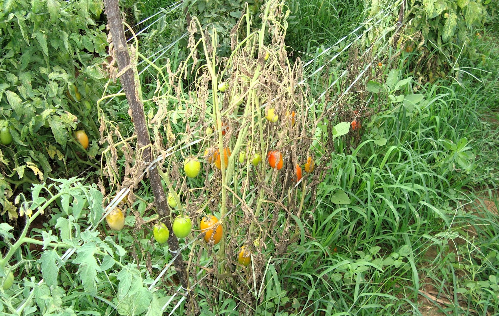 Murcha bacteriana do tomateiro (Ralstonia solanacearum) - Herbário ...