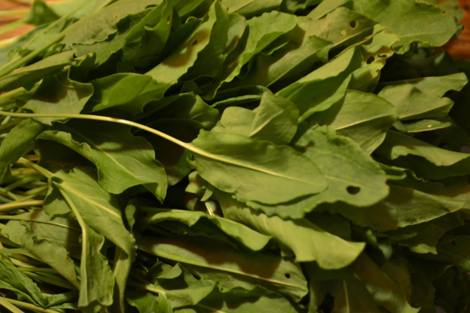 cele patru anotimpuri: Măcriș