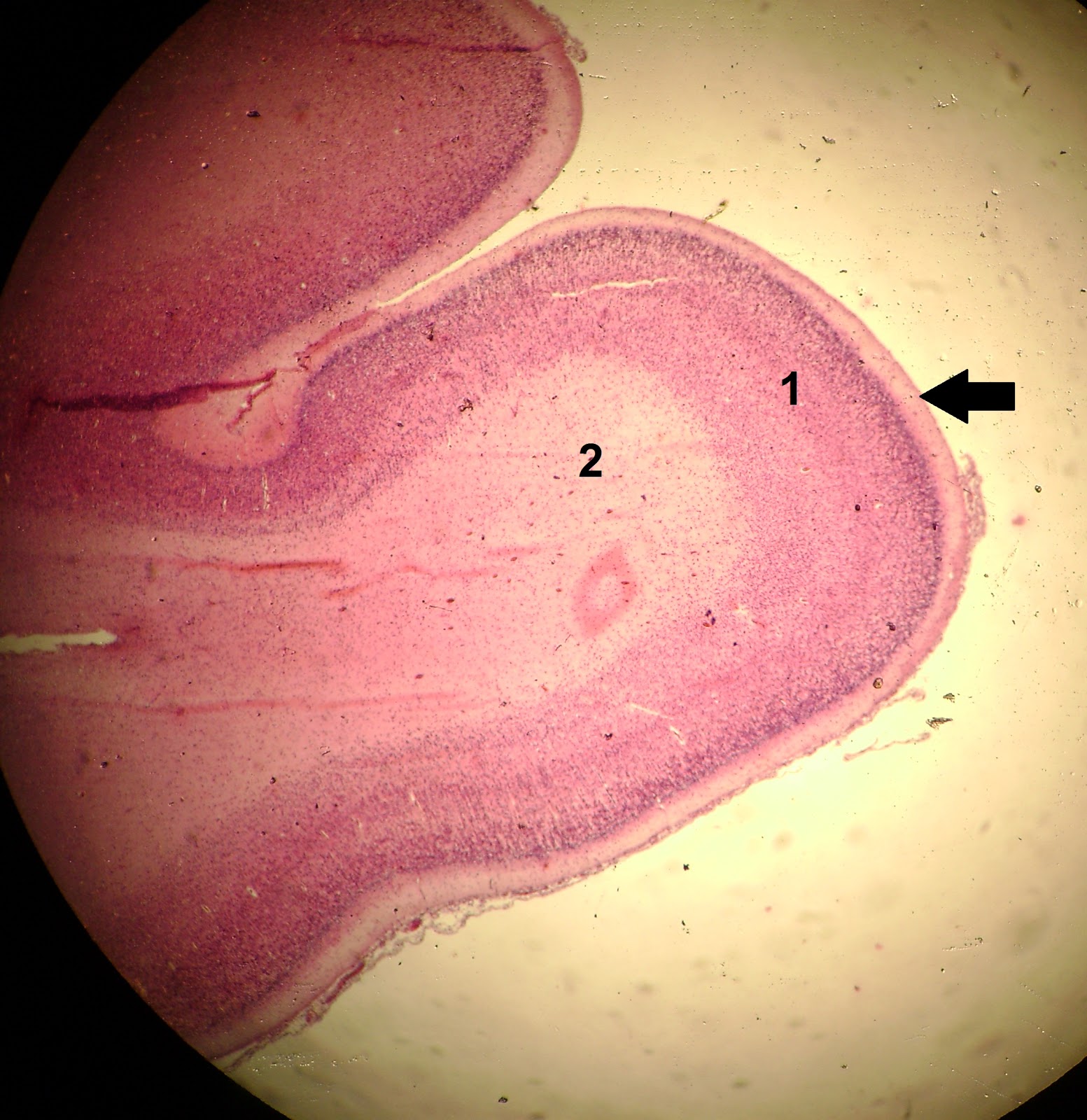 Histologia UFJF: Lâmina 58 - Tecido Nervoso (Cérebro)