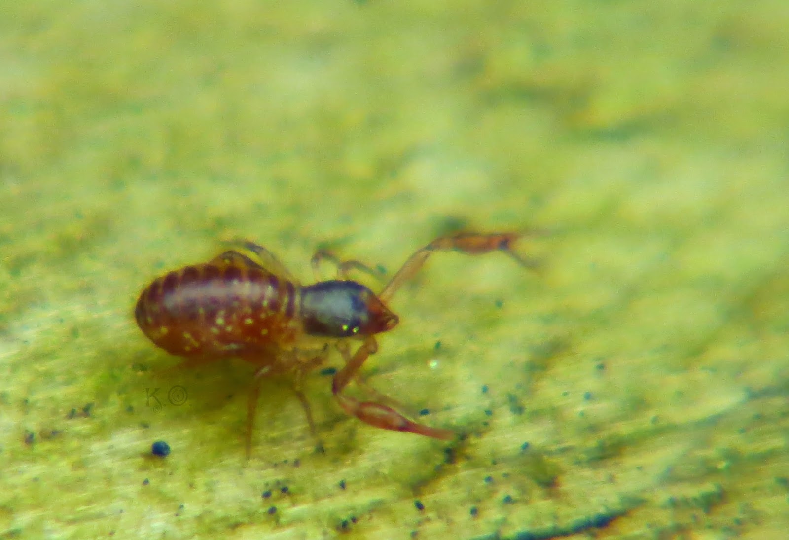 Northwest Norfolk Naturalists: Watching out for Pseudoscorpiones