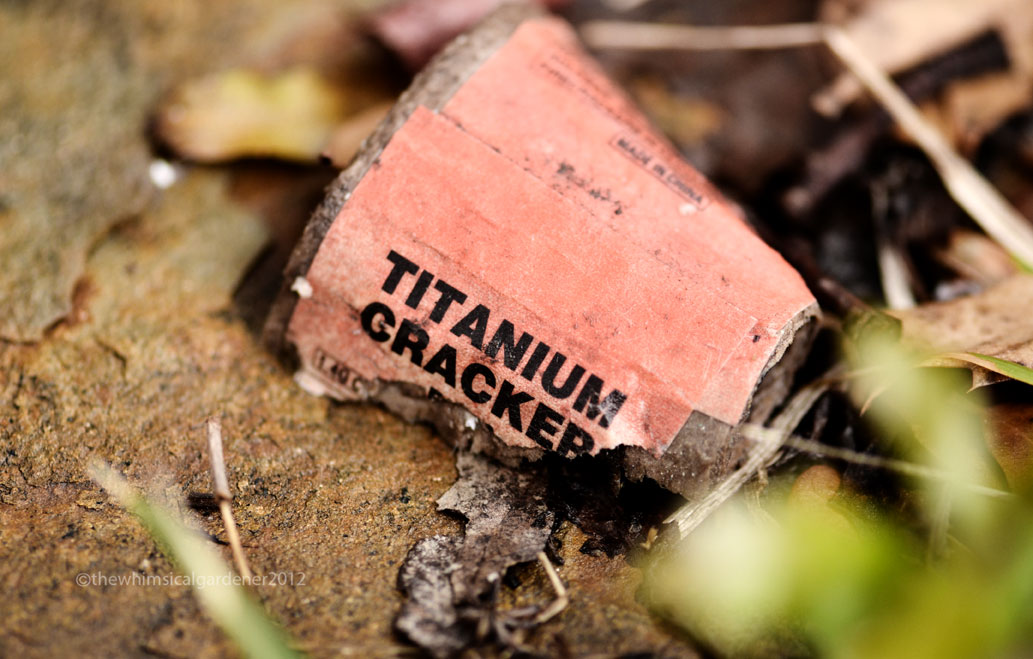 The Whimsical Gardener: Fire Ants + Fireworks = Forgiveness