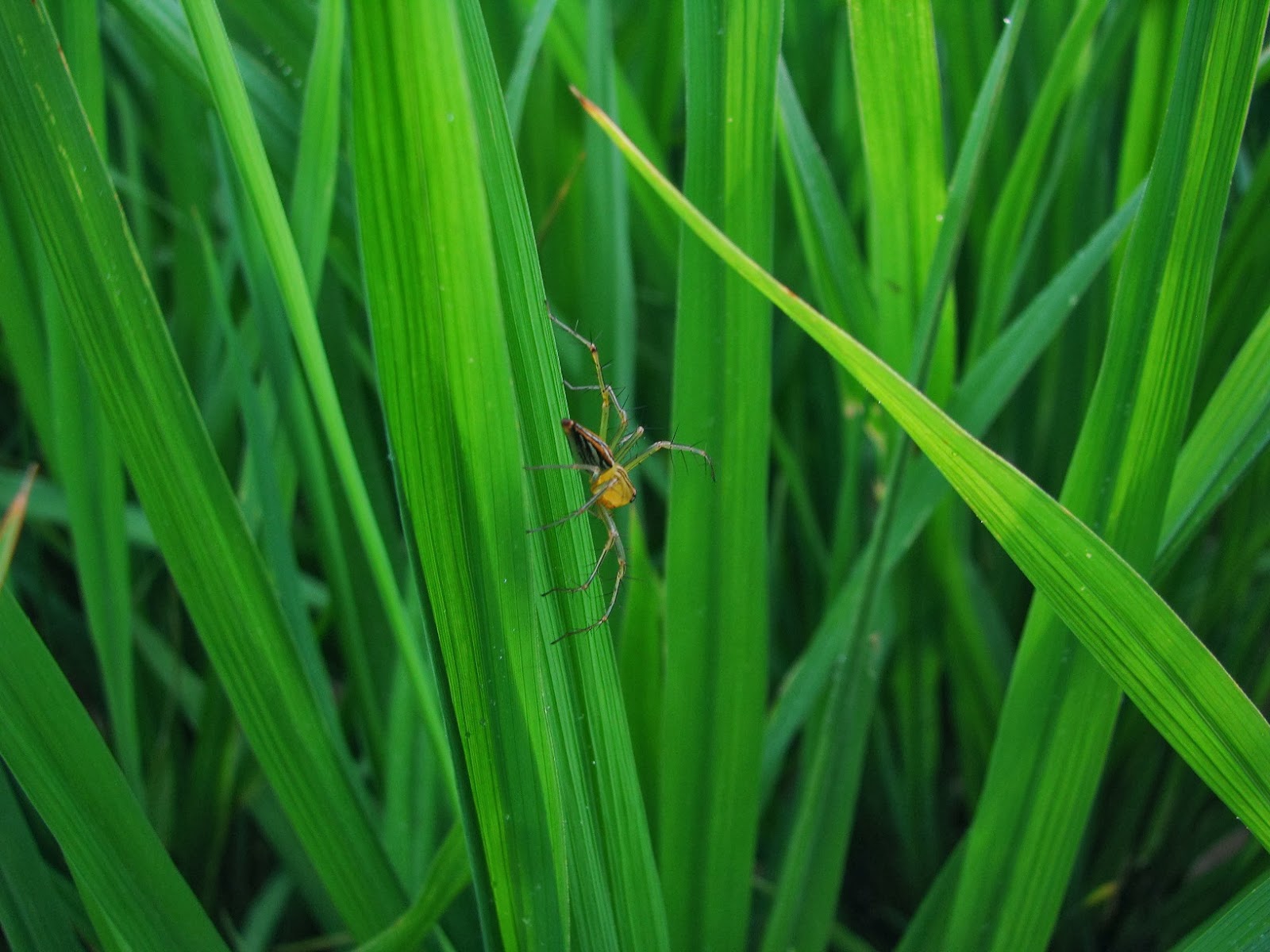 Salwati: Labah Labah Kawan Pesawah