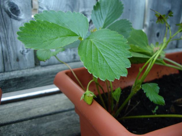 The Great Plant Food Challenge: chemical MiracleGro versus organic ...