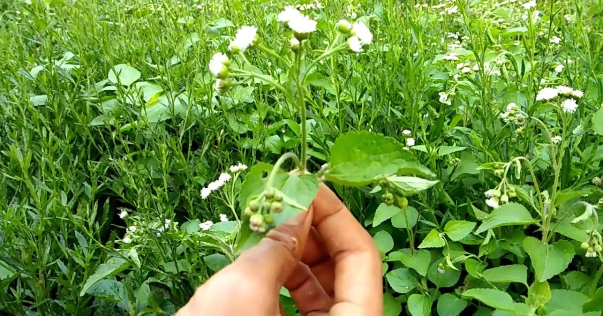 Fakta Khasiat dan Manfaat Bandotan Untuk Kesehatan ~ Sehat Mataku