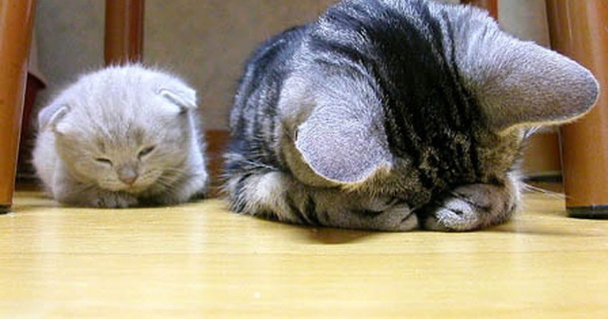 El blog de los gatitos: Gatitos avergonzados