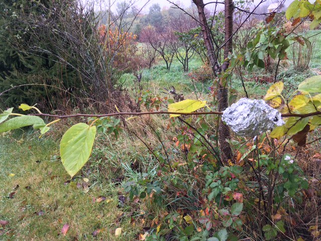 Mid-Atlantic Plant Research Center: Air layering a mulberry