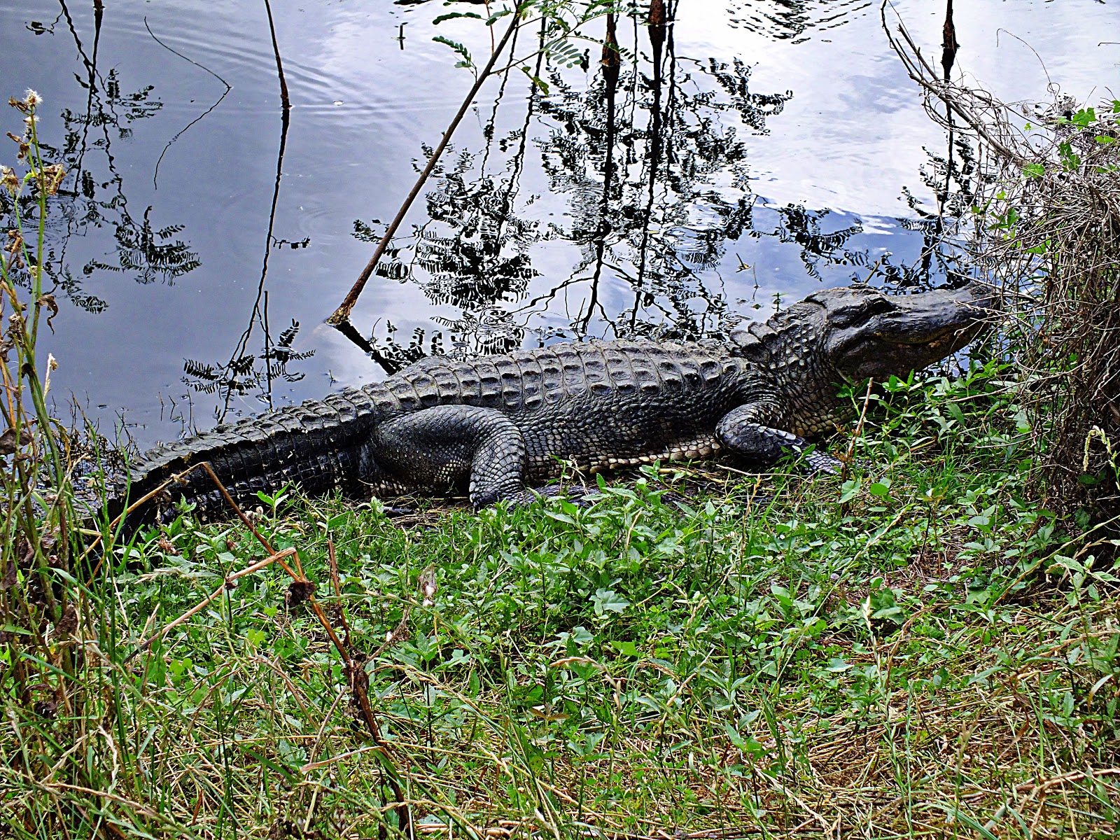 Wildlife Photography: American Alligator
