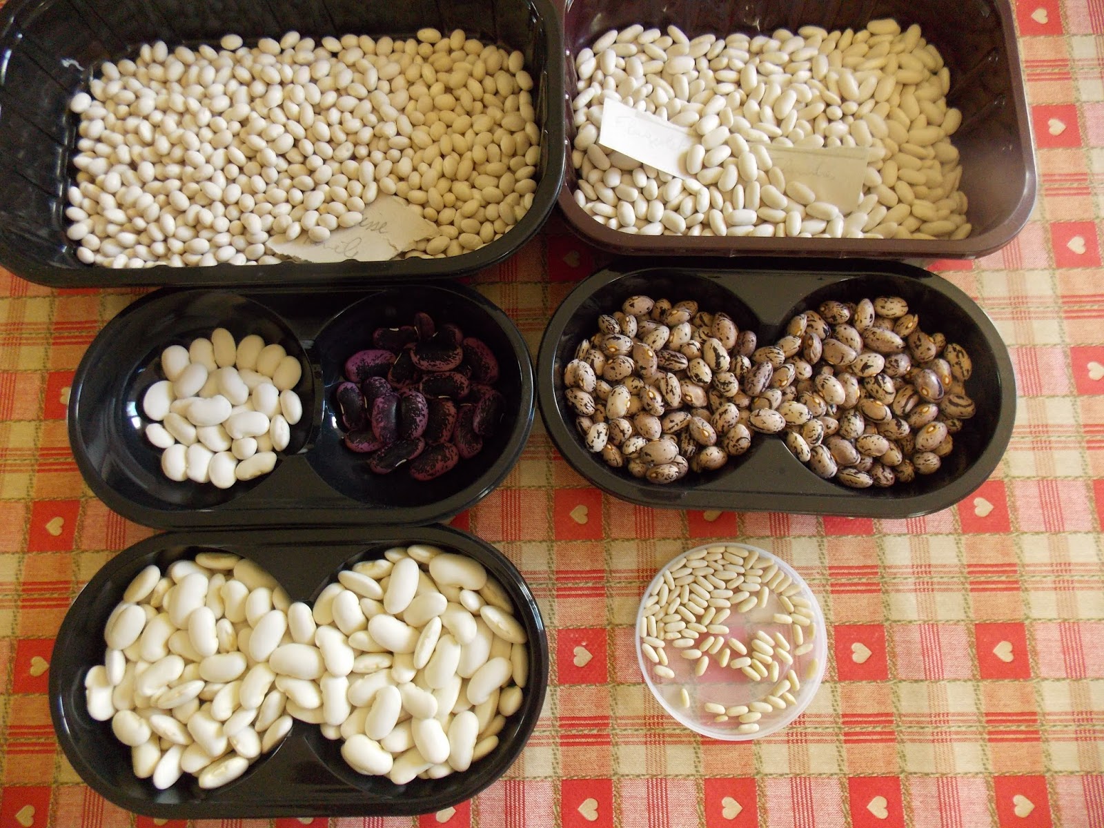 Comment et quand semer les haricots