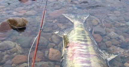 ncaflyfish: with the Bamboo