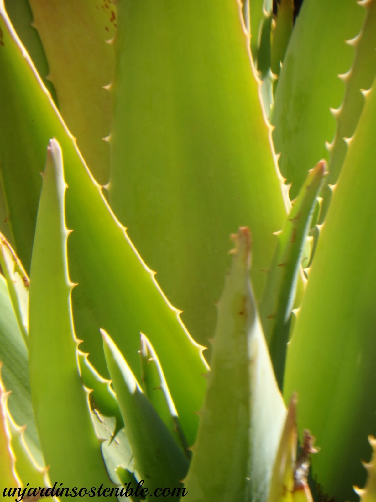 Aloe Barbadensis (Aloe vera, Sábila, Aloe)