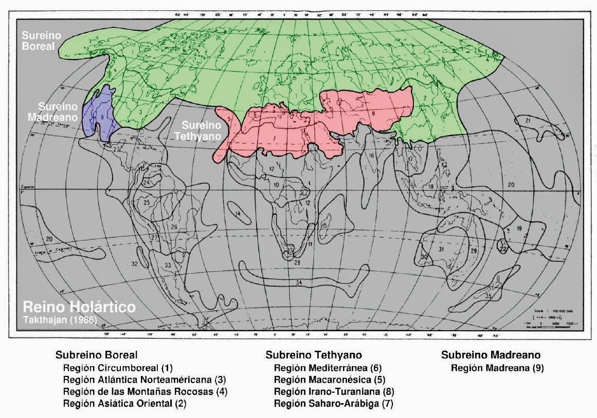 Sobre el Reino Holártico (a buenas horas)