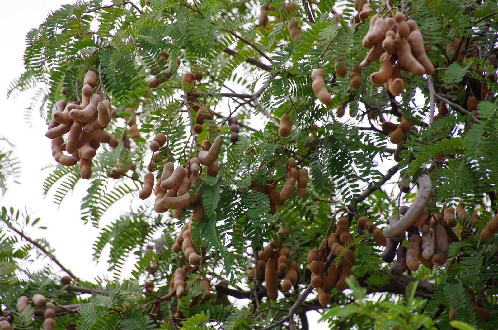 Trees and Plants: Tamarind Tree