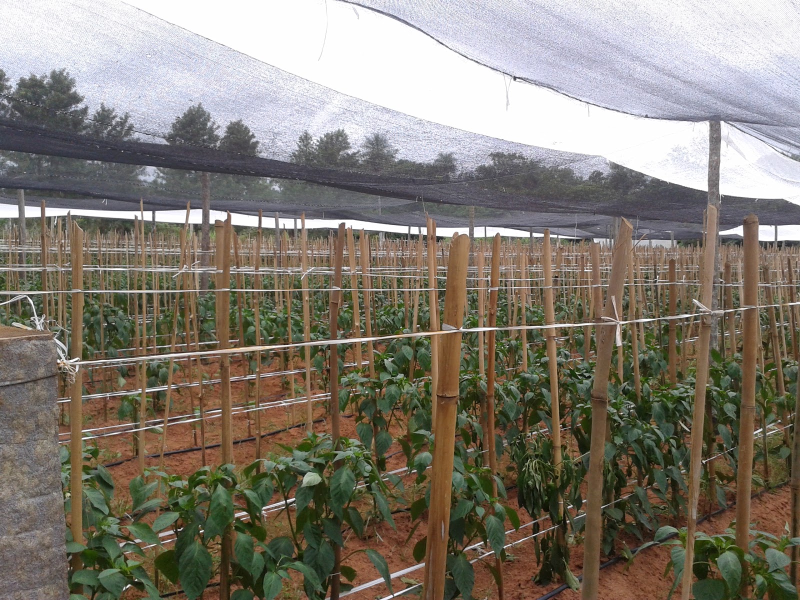 Paraguay: un milagro americano!: Locote paraguayo con calidad de ...