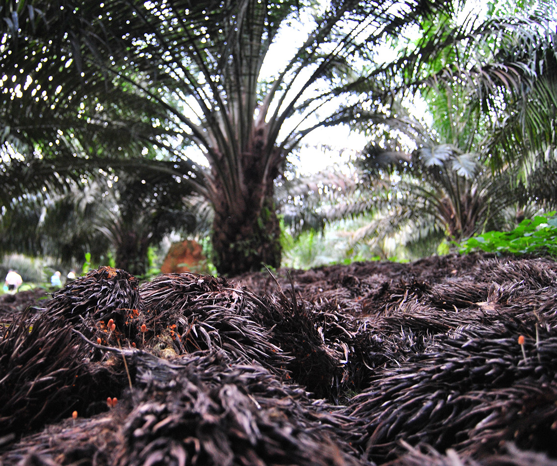 Perkebunan Kelapa Sawit | Kelapa Sawit Online