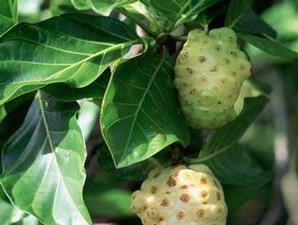 The Noni fruit tamer Hyperthyroidism | HerbalAcup