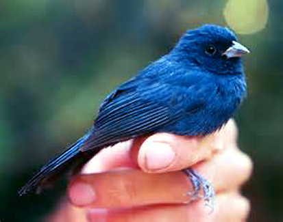 Bellas Aves de El Salvador: Amaurospiza concolor(semillero azul - "Blue ...