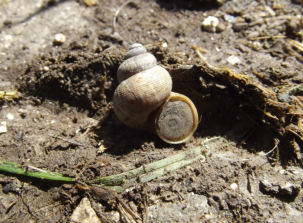 Snails Uncovered : 2015