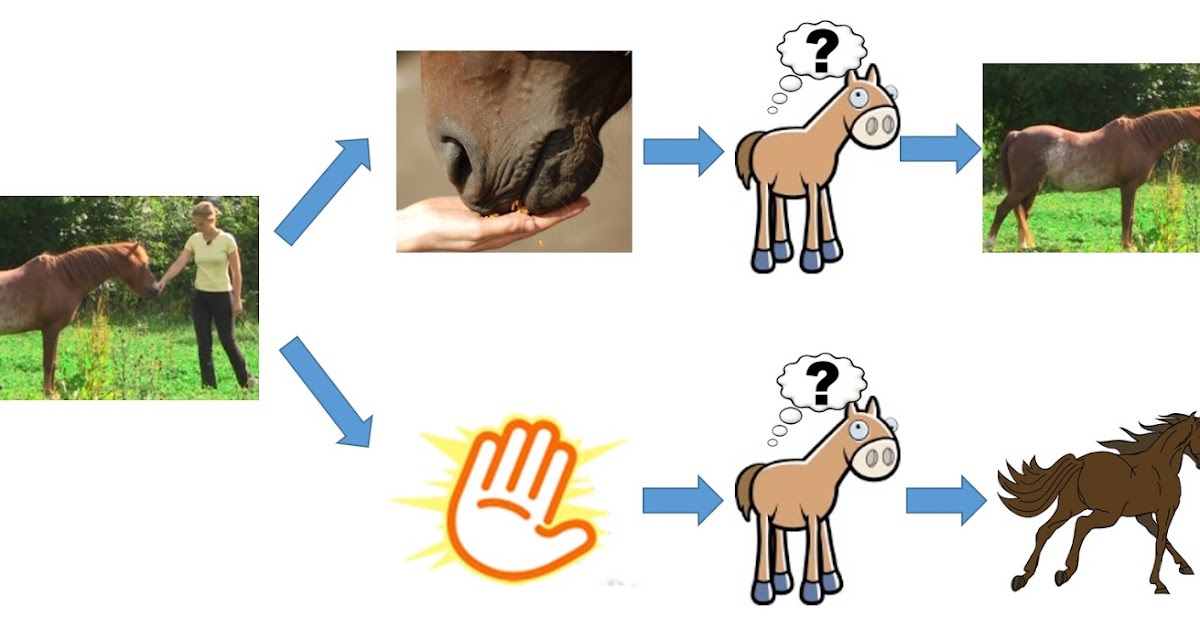 S úctou ku koňom: Kvadranty operantného podmieňovania