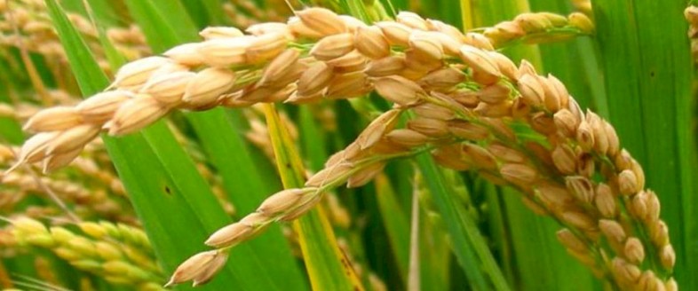 Il riso (Oryza spp.)