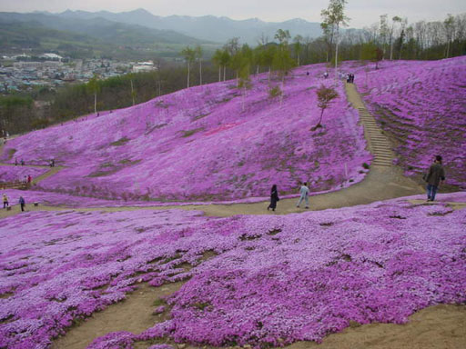 Everything About Japan: Furano Lavender Fields