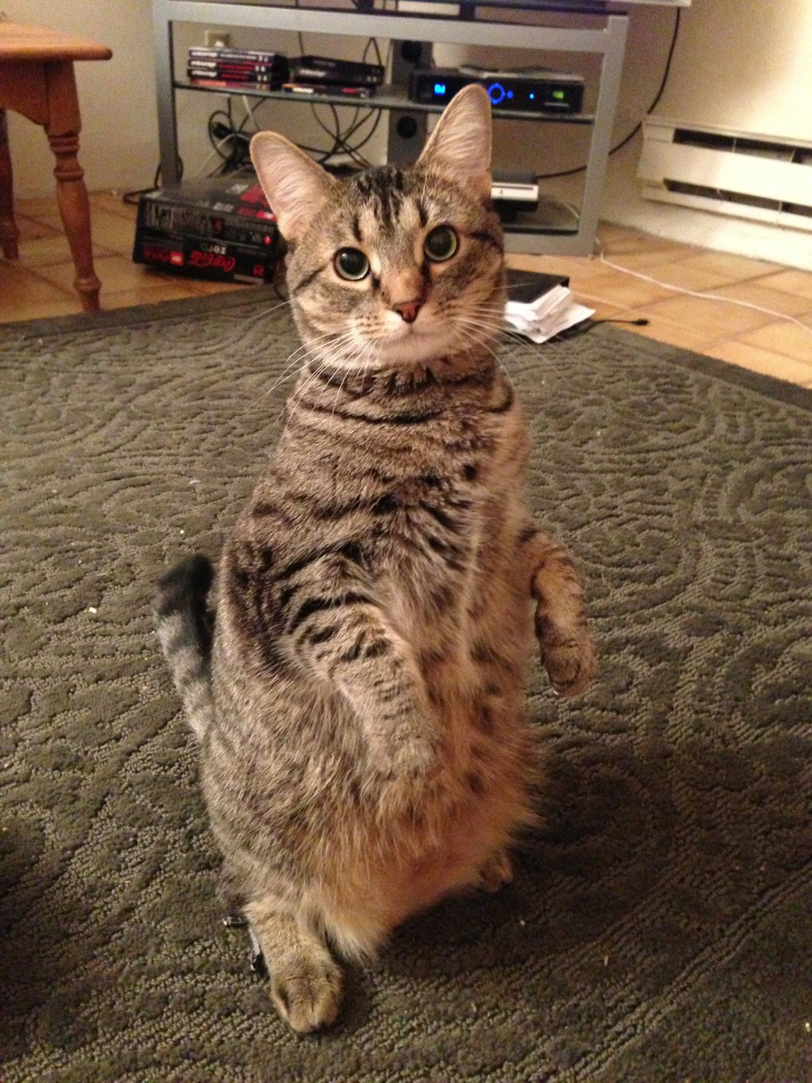 Funny cats - part 50 (30 pics + 10 gifs) | Amazing Creatures