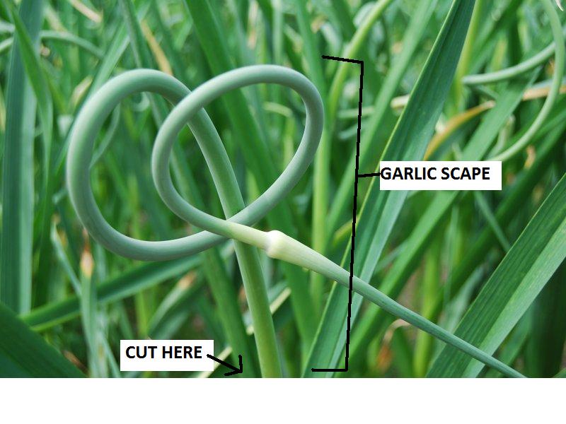 A Bikeable Feast: Garlic scape season is here!