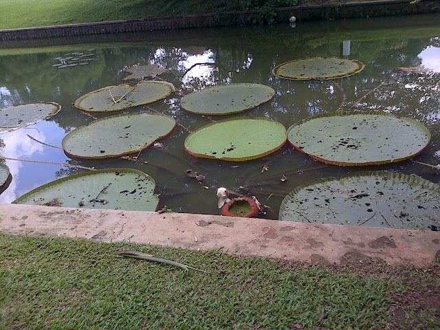 Home Bilqis Haura Consultant: Asyiknya Melihat "Teratai Raksasa" di ...