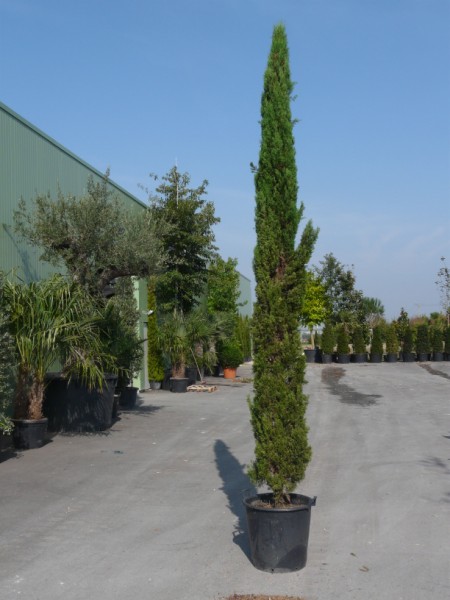 20 Sementes de Cipreste Italiano Cupressus Sempervirens