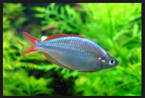 Ini Dia Cara Praktis Budidaya Ikan Rainbow Boesemani Serta Jenisnya ...