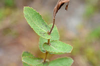 Space Coast Wildflowers: Malabar Scrub Sanctuary, October 4, 2013 ...