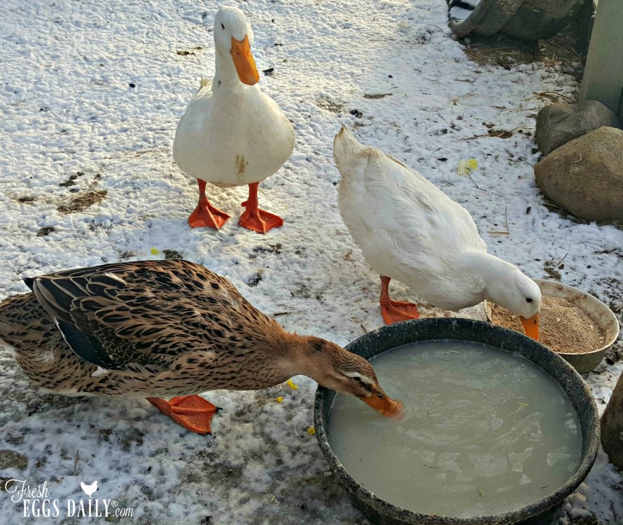 DIY Chicken + Duck Pallet Feeding Station - Fresh Eggs Daily® with Lisa ...