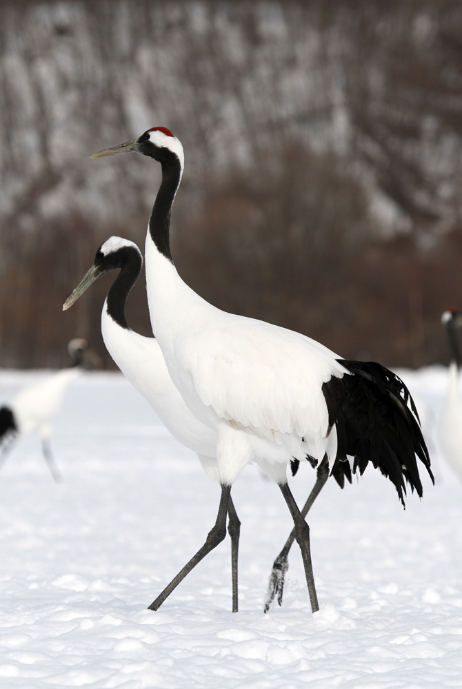 Travels with birds: Japan 2013 - Akan Crane Centre