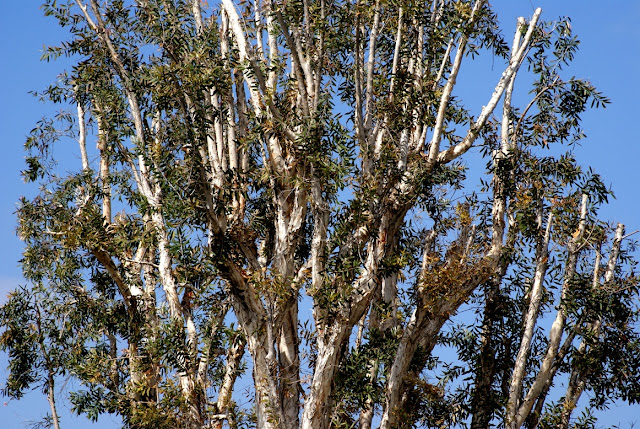 A photo, A thought............: Plant: Paperbark trees in California......
