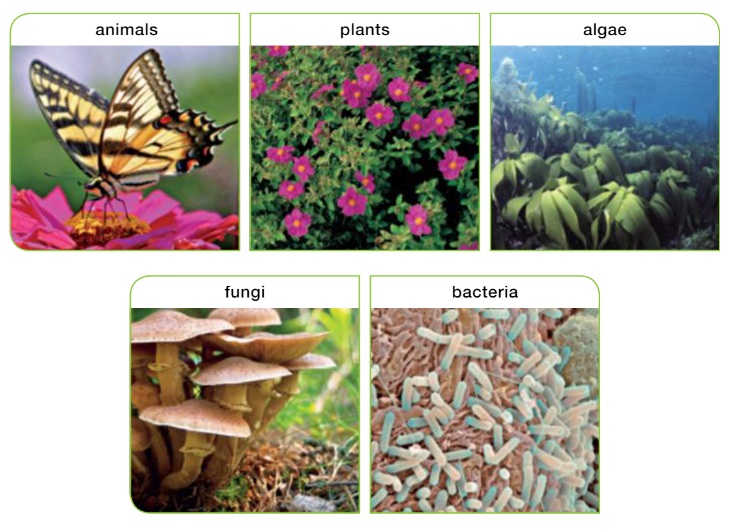 English adventure 4: Living things. Picture