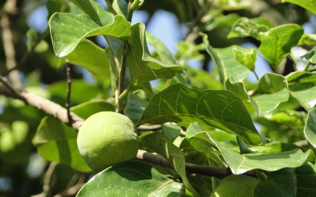 Trái chay rừng Quảng Ngã "hút hồn" có gì lạ - Trái cây Dũng mập