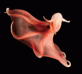 ANIMALES DE LA FOSA MARINA: Fosa de las Marianas