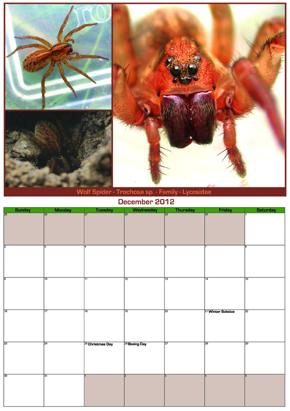 Arachnerds: Spiders Calendar 2012